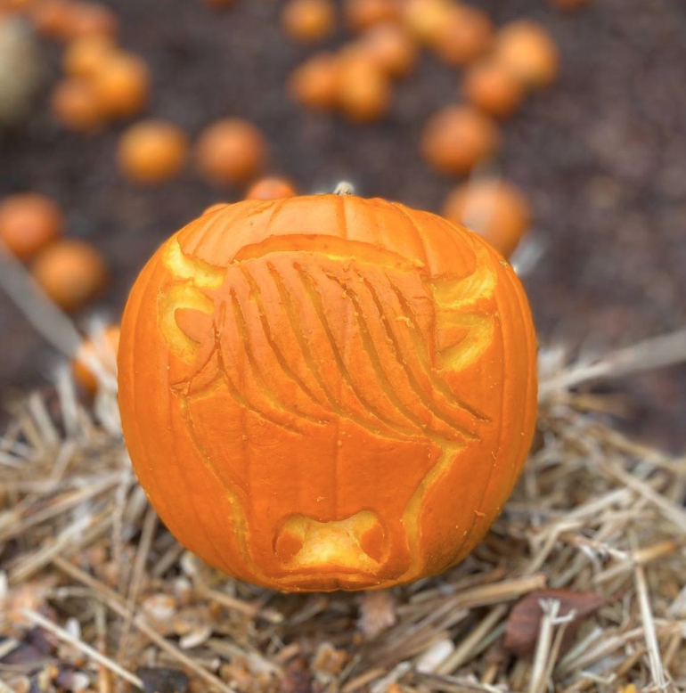 Pumpkin Patches in the North East