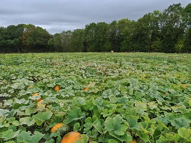 Pumpkin Patches in the North East
