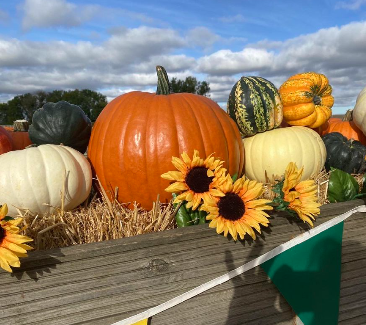 Pumpkin Patches in the North East