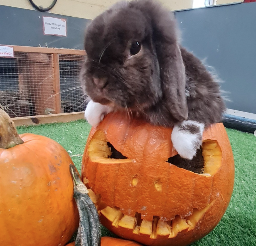 Pumpkin Patches in the North East
