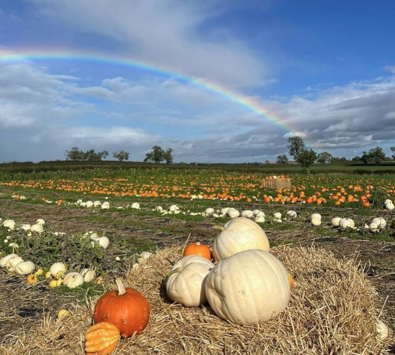 Pumpkin Patches in the North East