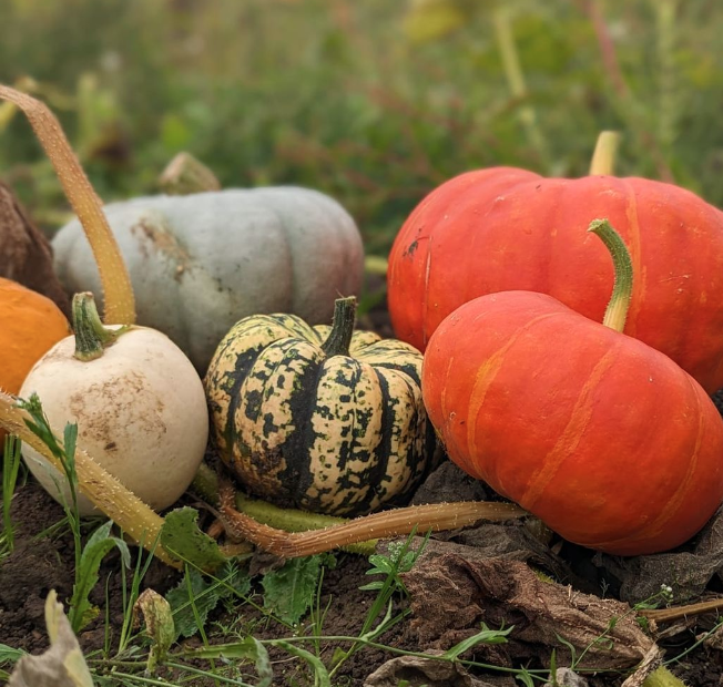 Pumpkin Patches in the North East