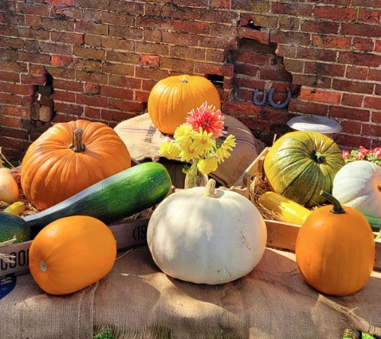 Pumpkin Patches in the North East