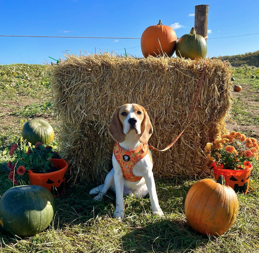 Pumpkin Patches in the North East