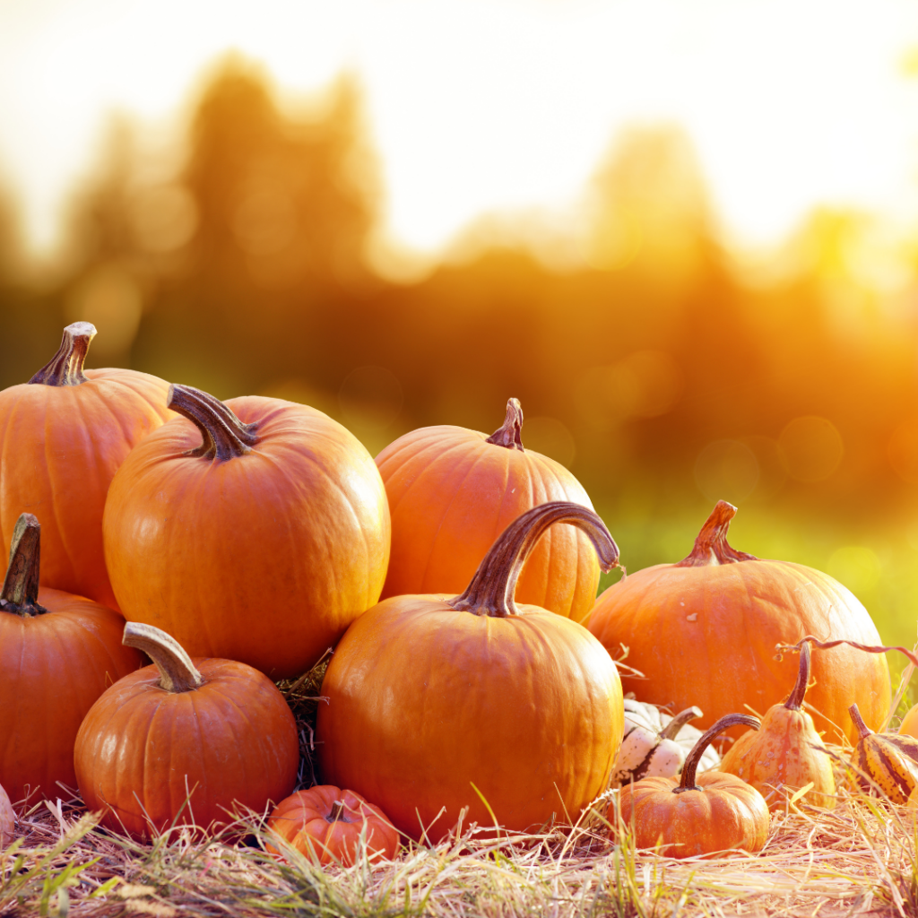 Pumpkin Patches in the North East