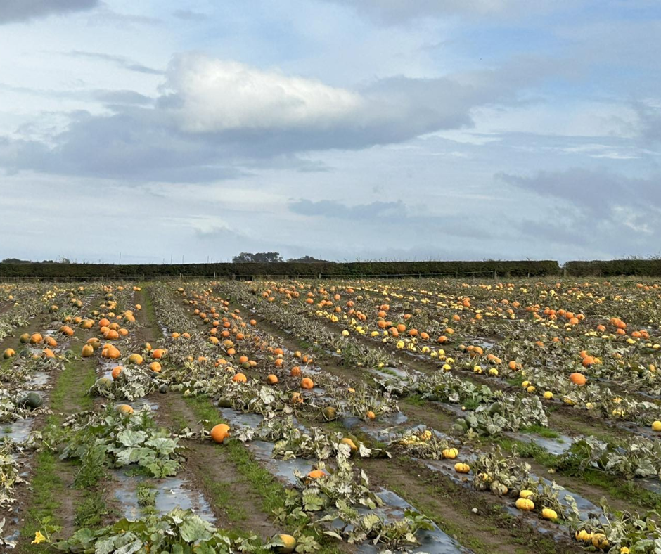 Top Spots in the North East to Pick Your Pumpkins - Tyne Tunnel 2